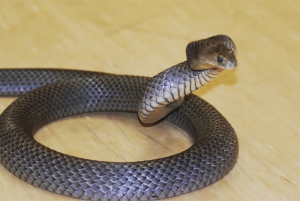 2021, the year of hope?!? – Snakehandler