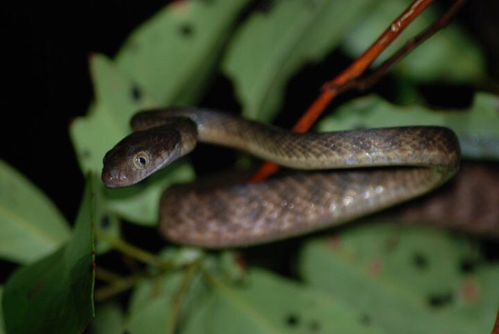 Traveling again – Snakehandler