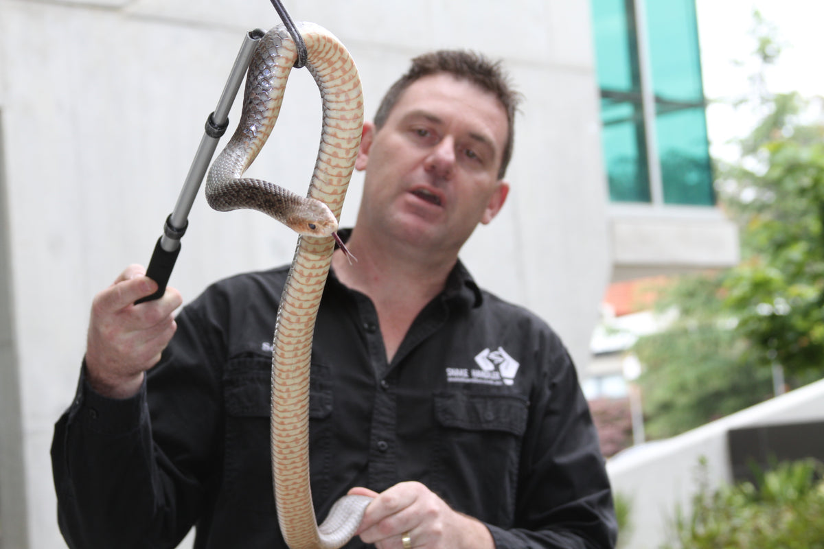 Nervous wait – Snakehandler